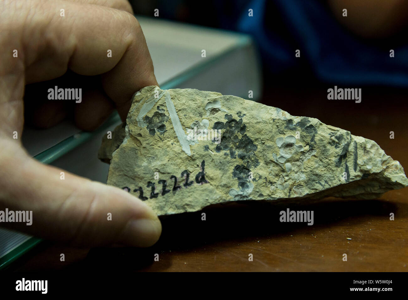 A Chinese scientist shows world's earliest fossil flowers from ...