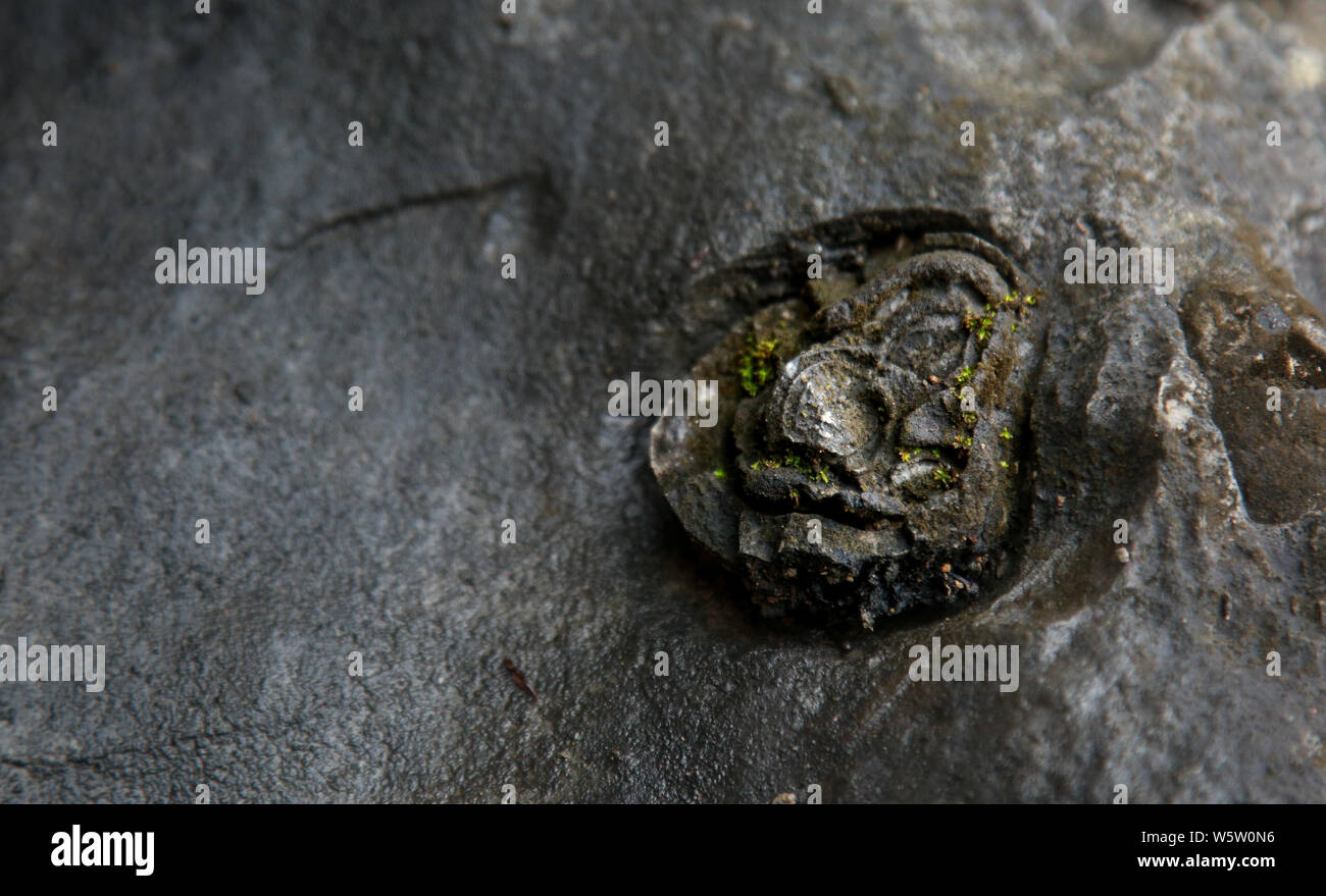 The "stone flowers", which are chert nodules, blossom at the Changshou ...