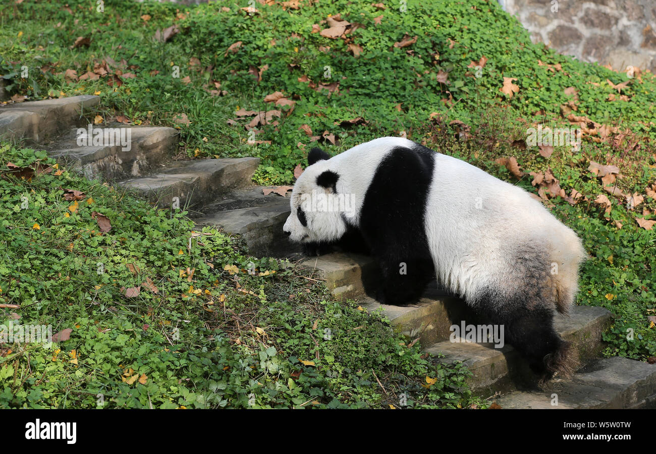 Senior giant panda Gao Gao, who finished his 15 years of sojourn at the ...