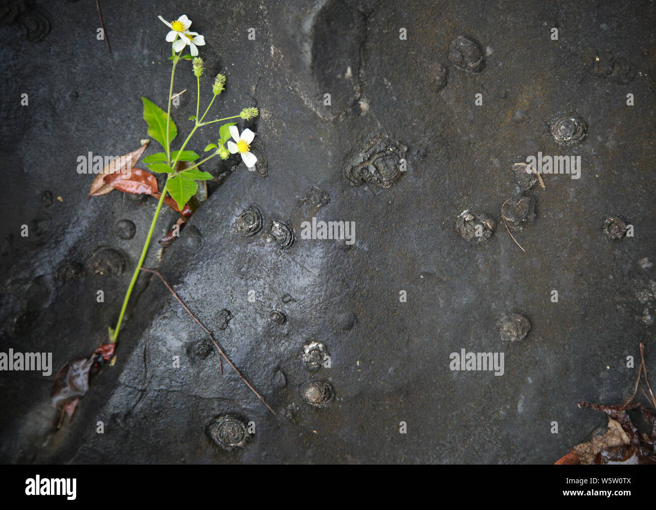 The "stone flowers", which are chert nodules, blossom at the Changshou ...