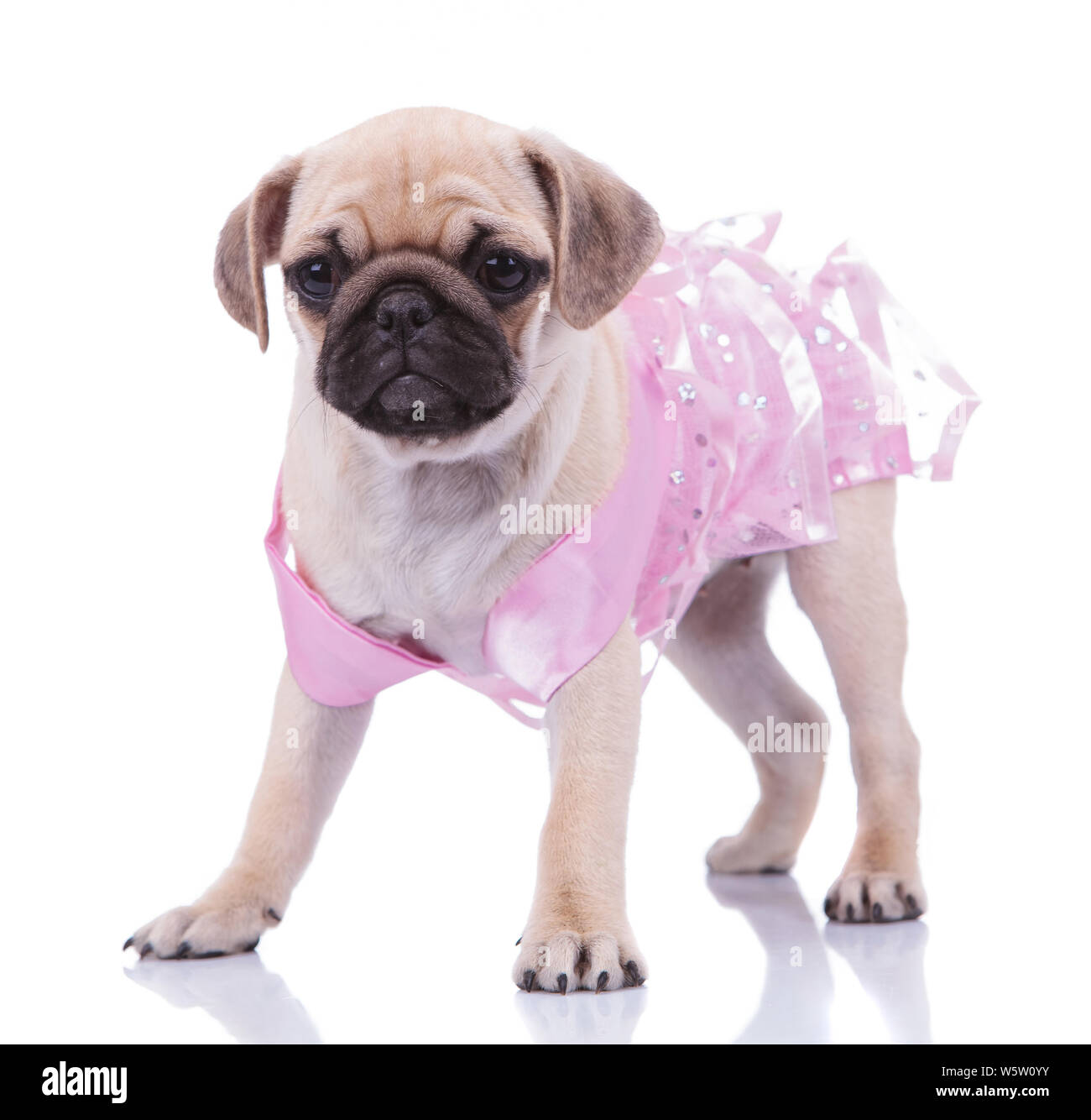 adorable standing pug wearing a pink dress looks to side, on white ...