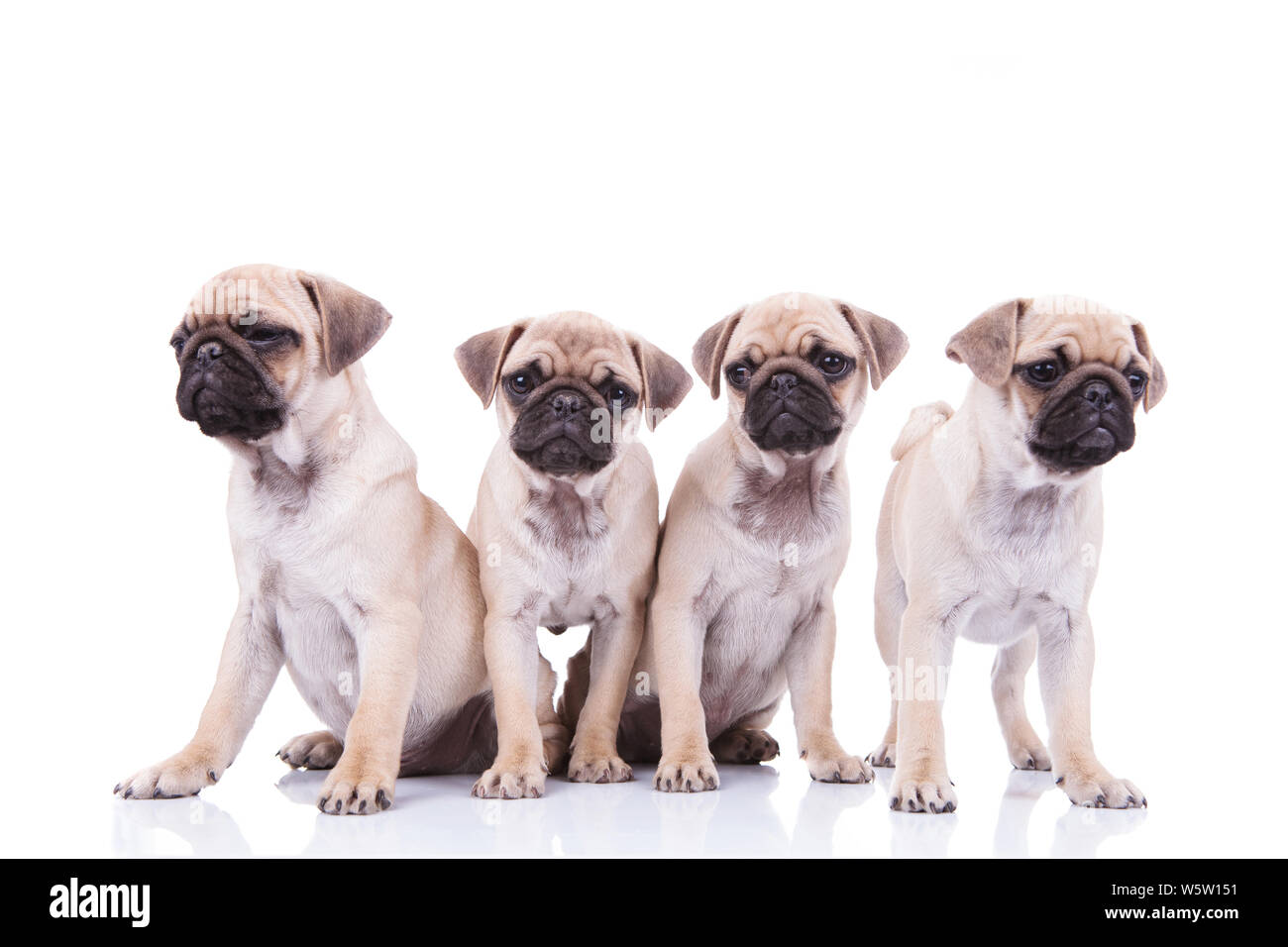 adorable pug team posing on white background with two of them sitting ...