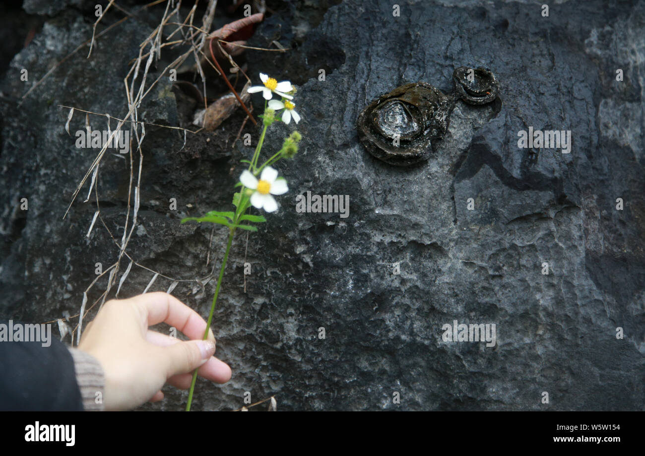 The "stone flowers", which are chert nodules, blossom at the Changshou ...