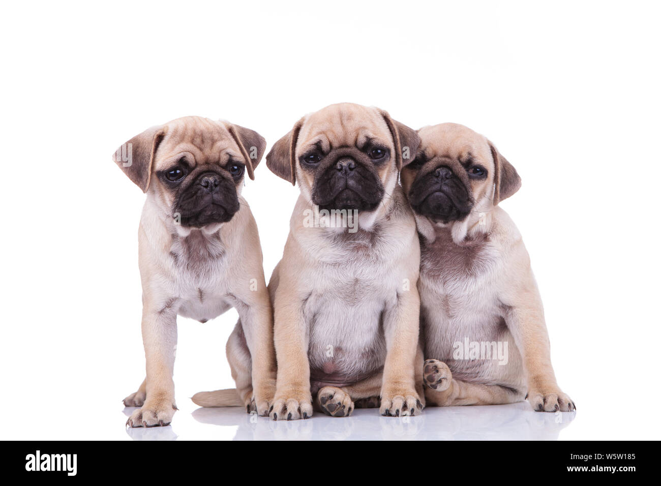 three adorable pug friends looking sad and depressed, two fo them ...