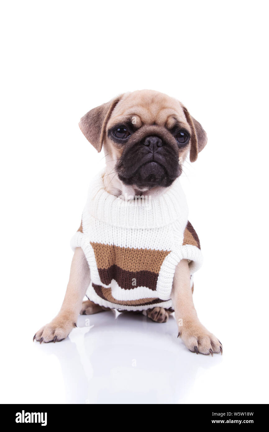 adorable pug with cozy brown and white sweater looks to side while ...