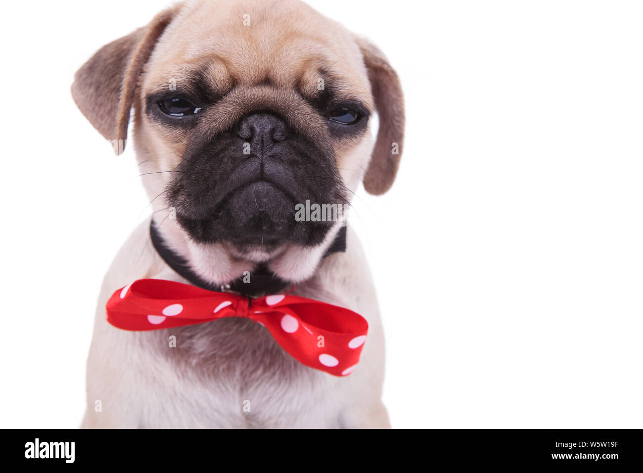 close up of crying pug puppy wearing red bowtie with white dots on ...