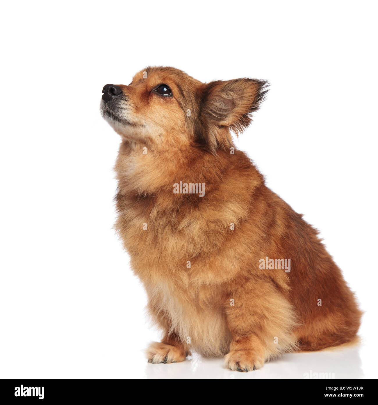 cute metis brown dog making puppy eyes and looking up while sitting on ...