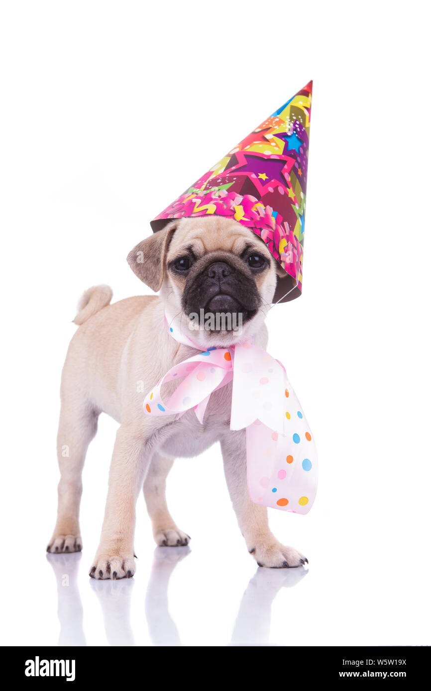 excited pug with birthday hat and colorful ribbon around neck standing ...