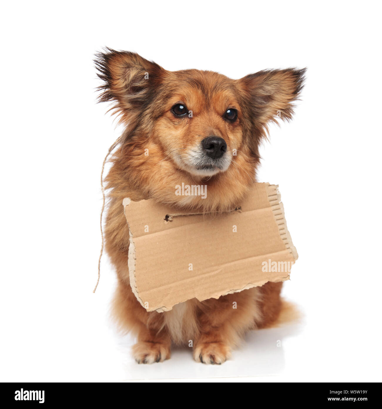 Sign around neck hi-res stock photography and images - Alamy