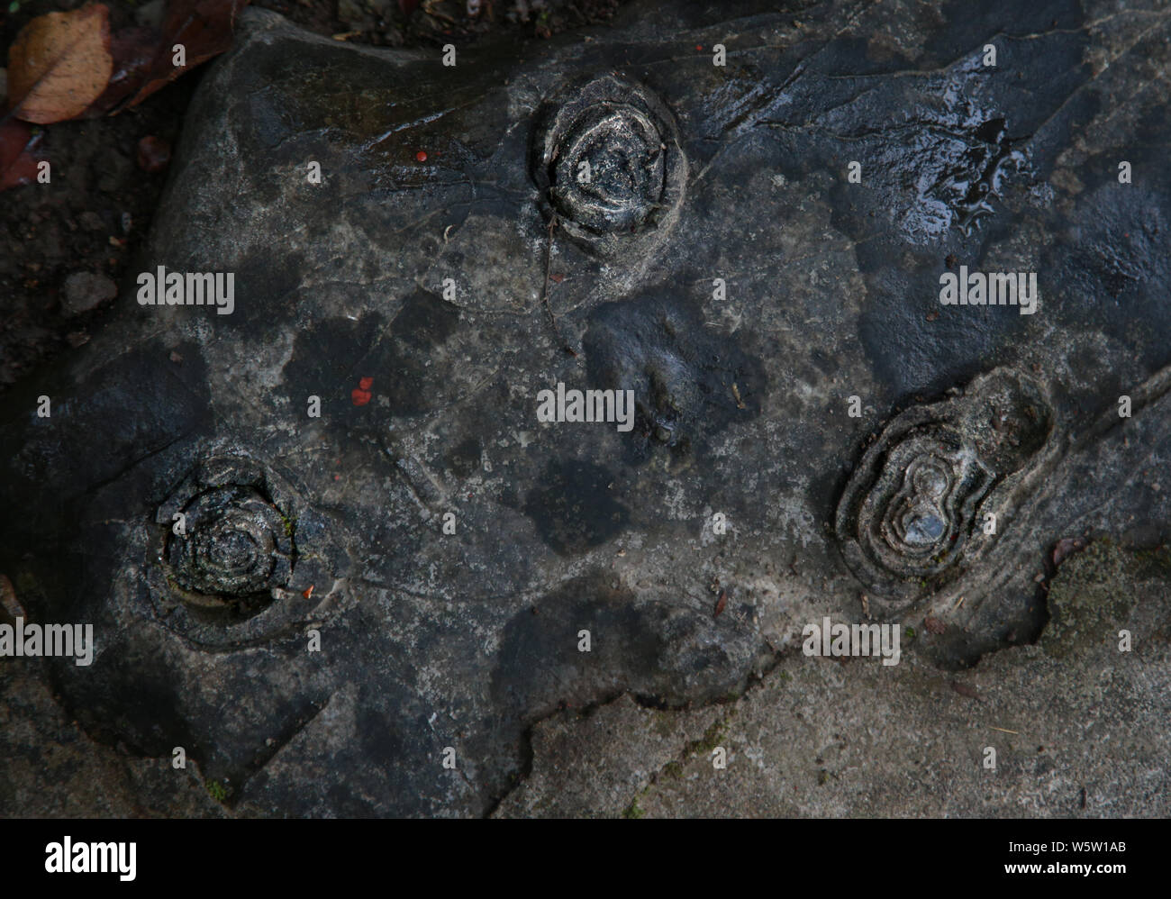 The "stone flowers", which are chert nodules, blossom at the Changshou ...