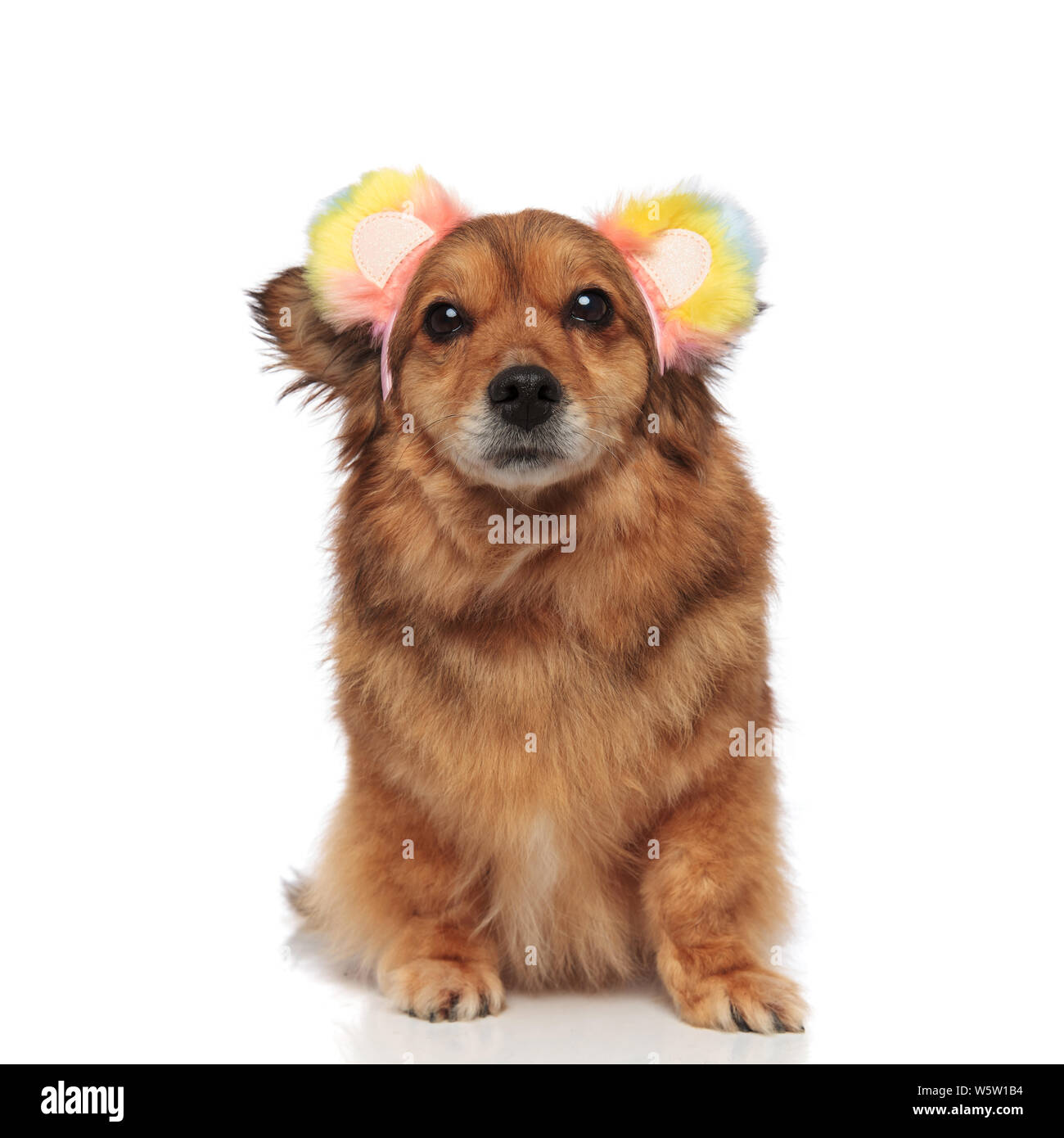 brown metis dog looking funny with colored ears headband while sitting ...