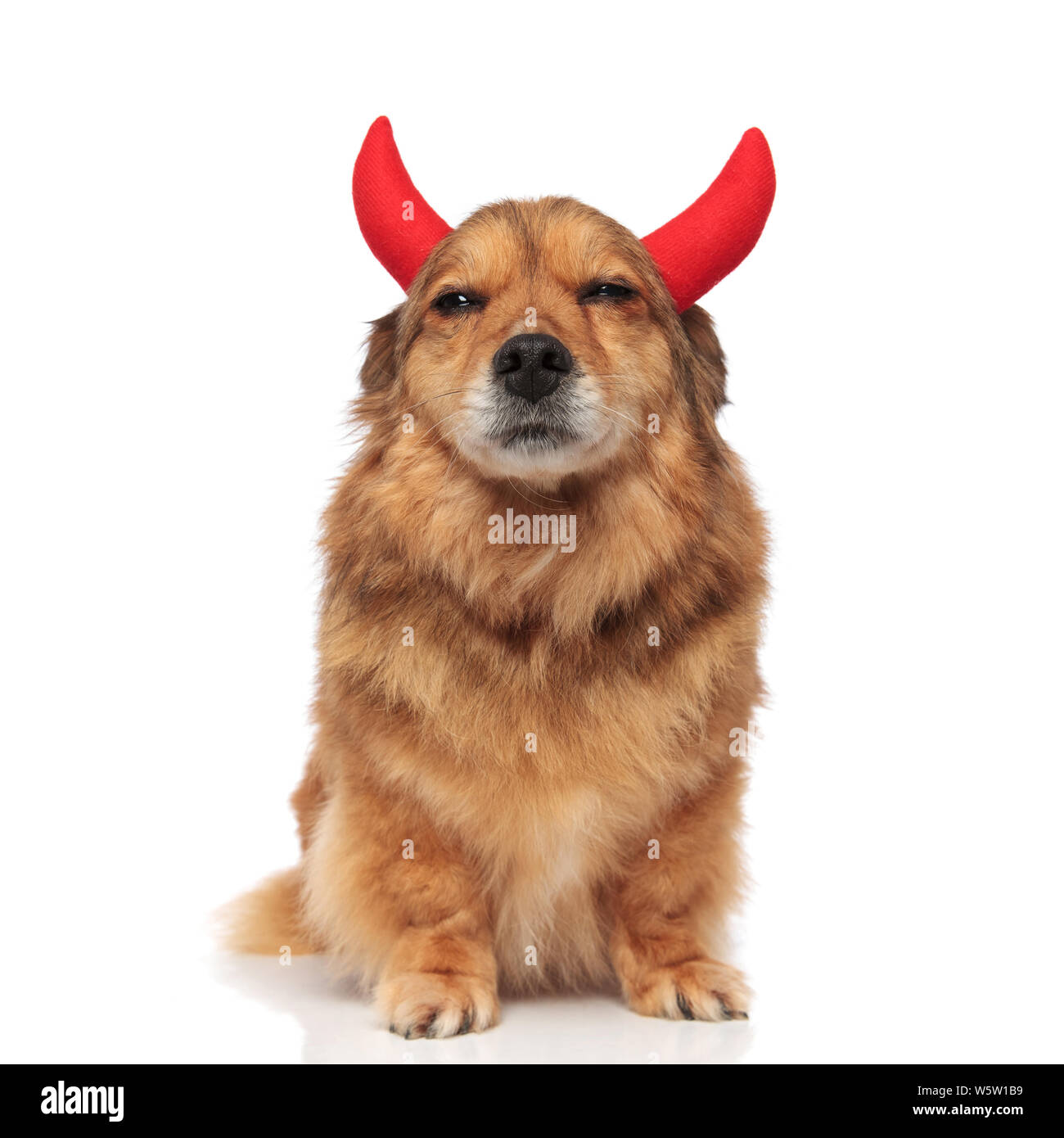 furry brown dog enjoys being the devil for halloween, having a ...