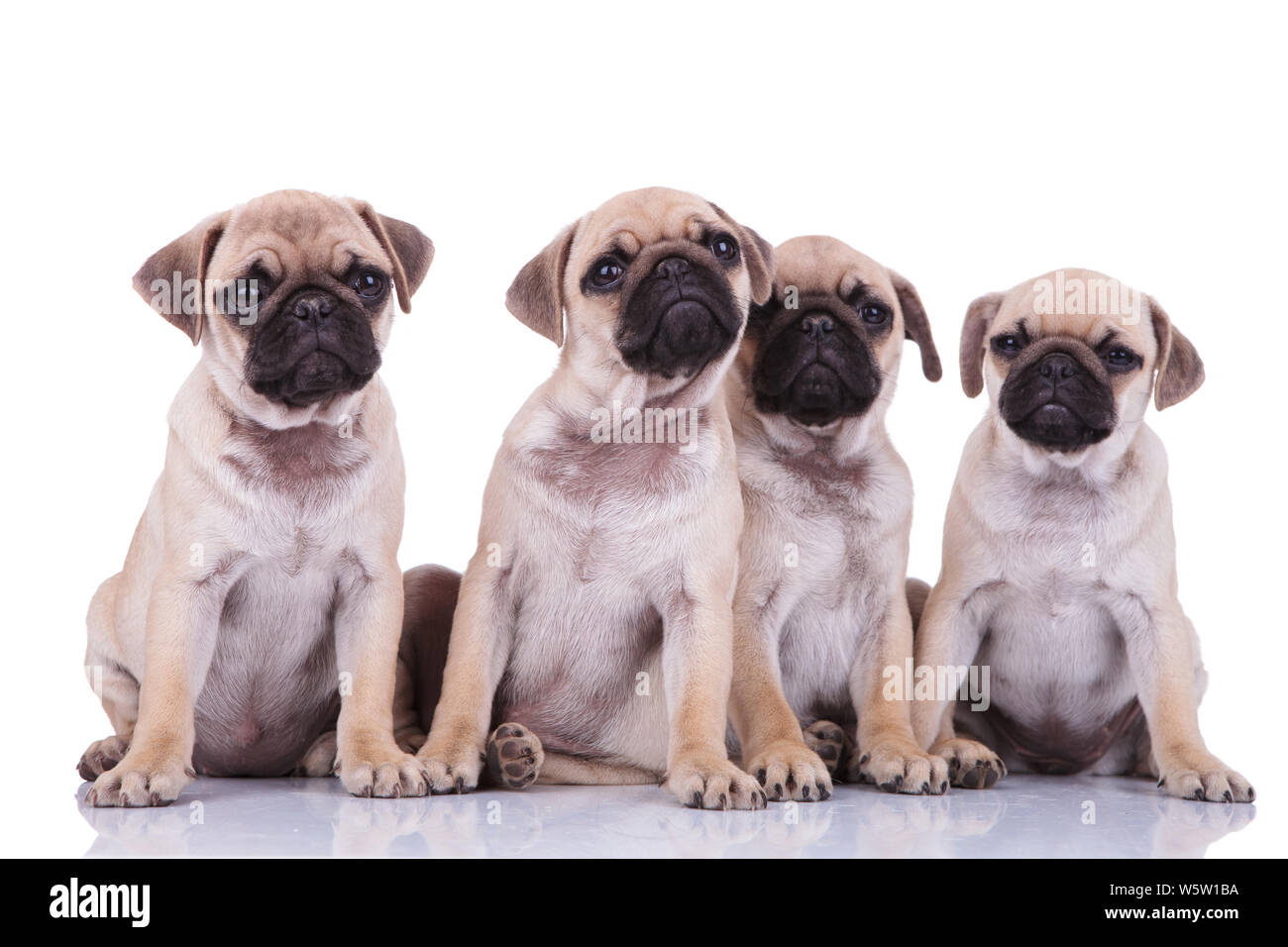 adorable seated pug group of four looking up and making puppy eyes on ...