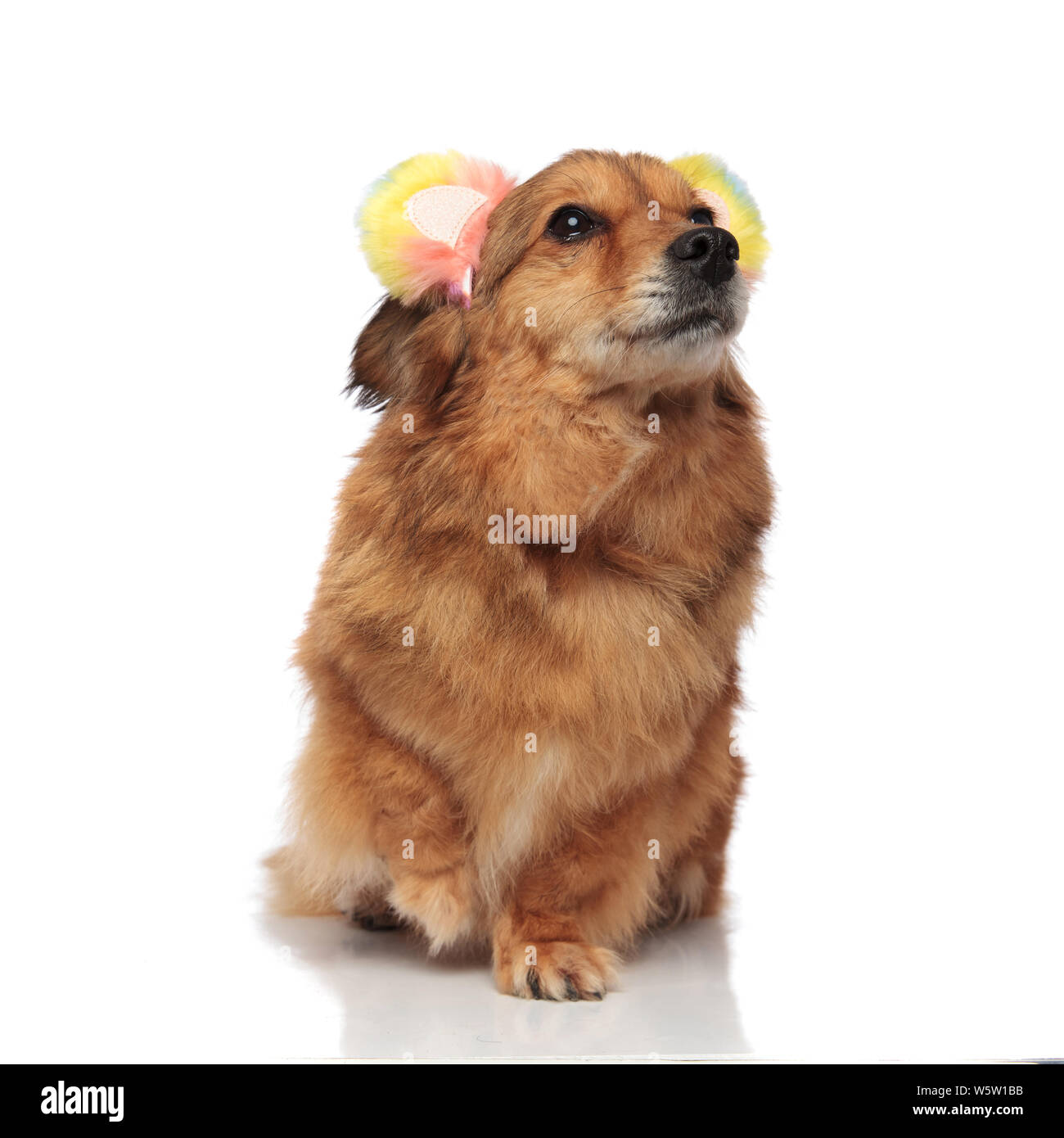 furry brown metis dog with colorful ears headband looks up to side ...