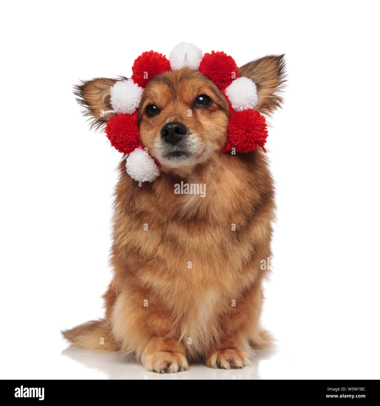 funny seated brown metis dog with fluffy red and white headband looking ...