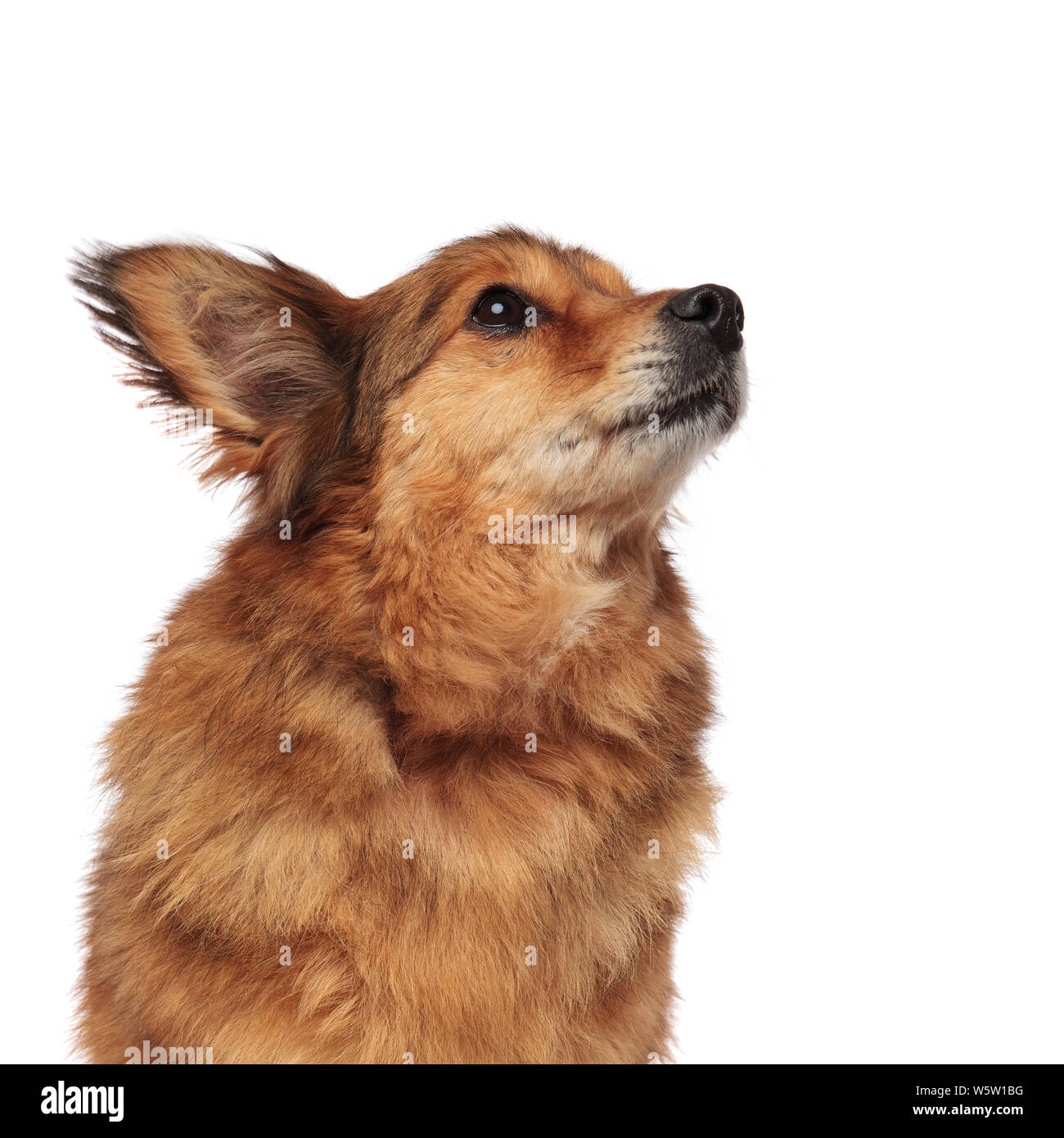 close up of hungry brown metis dog making puppy eyes and looking up to ...