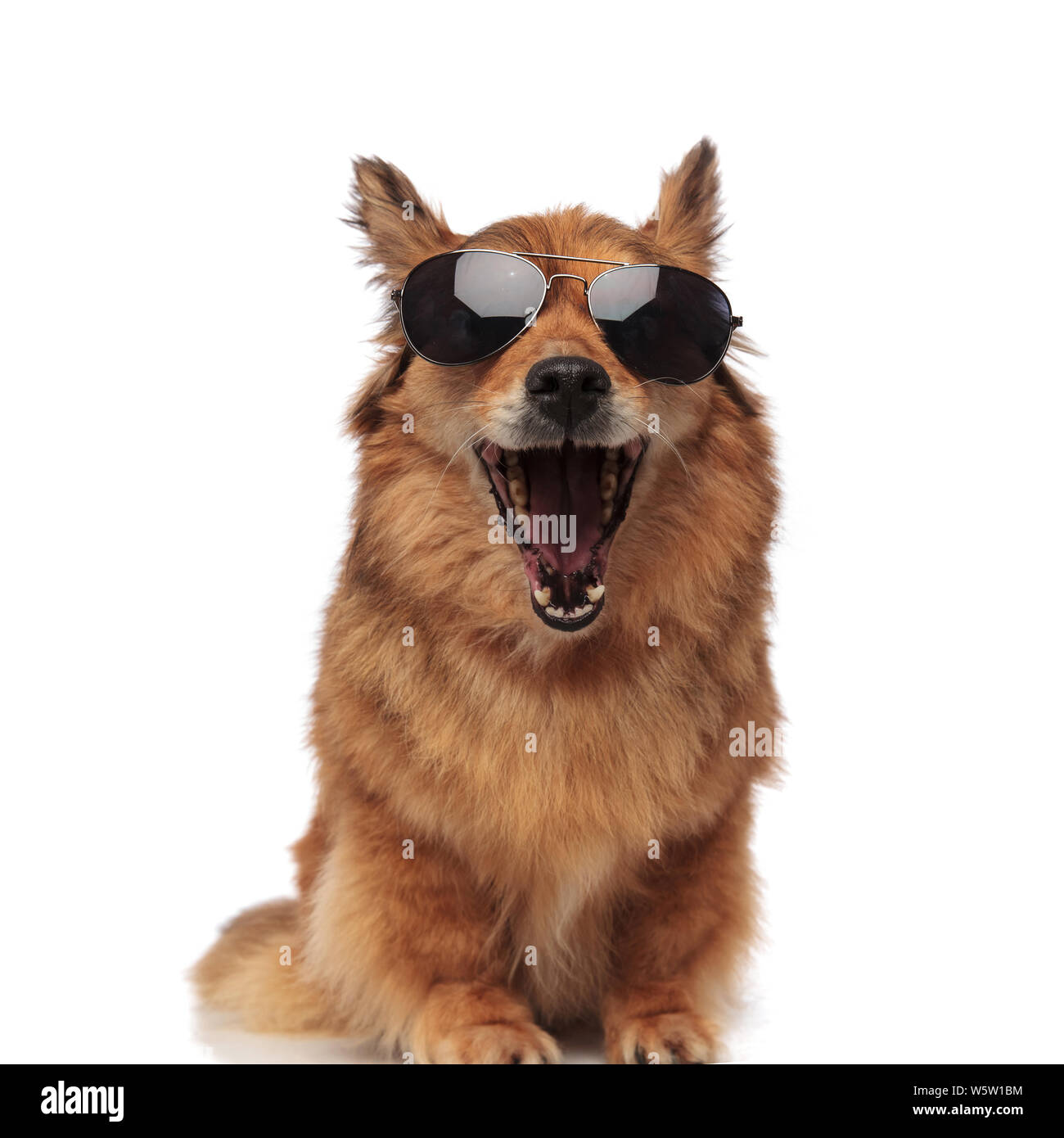 funny brown metis dog with sunglasses laughing with mouth open while ...