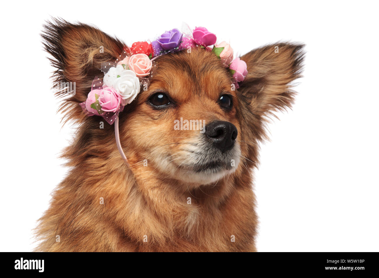 brown metis dog head with colorful flowers crown looking to side on ...