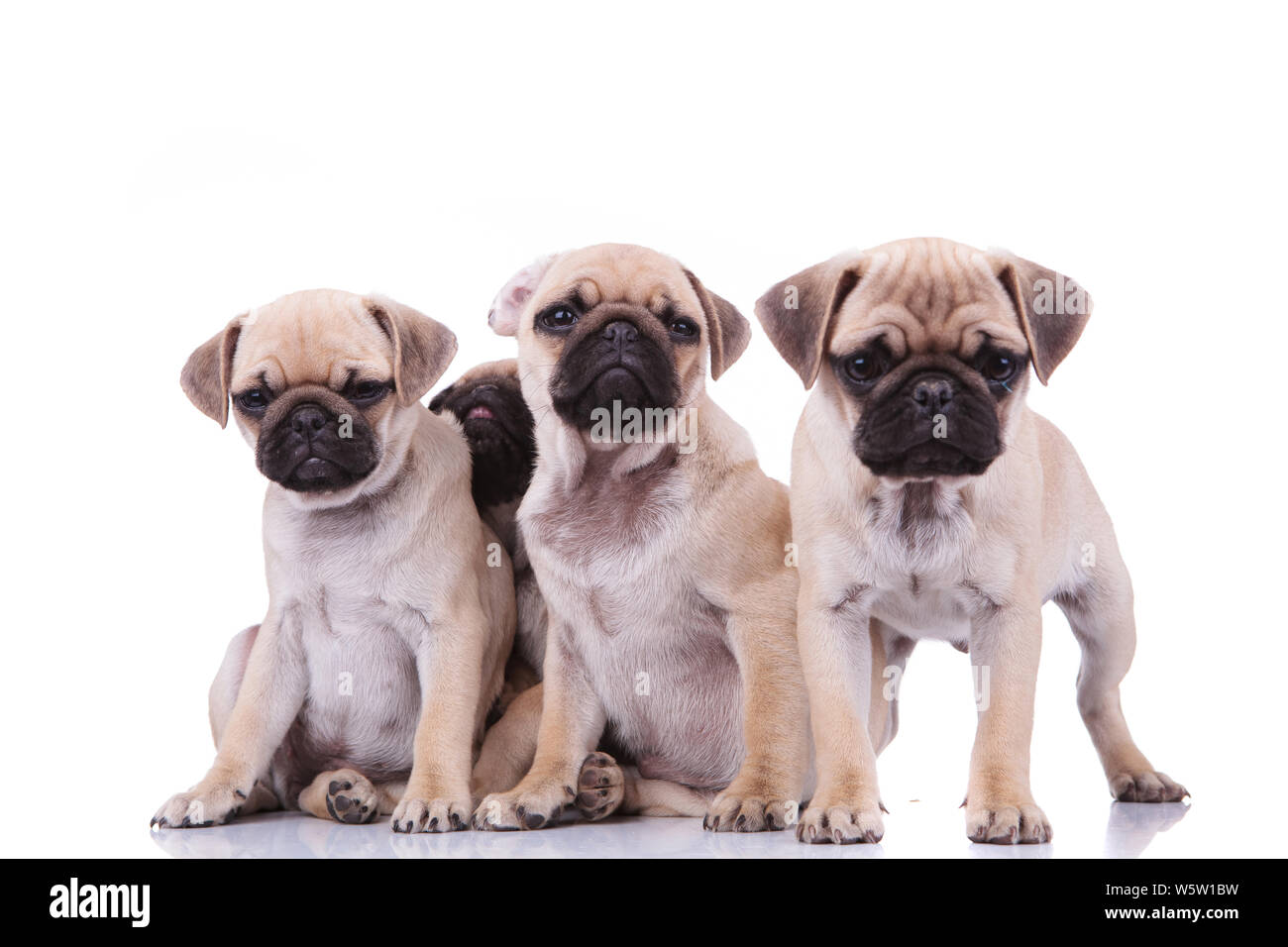 three sad pugs and an adorable one hiding behind them on white ...