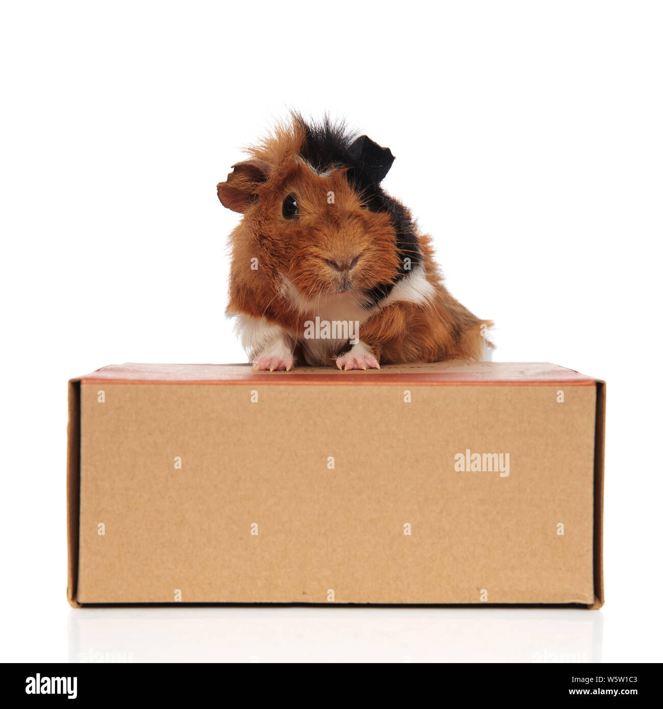 Carton box for guinea pig hi-res stock photography and images - Alamy