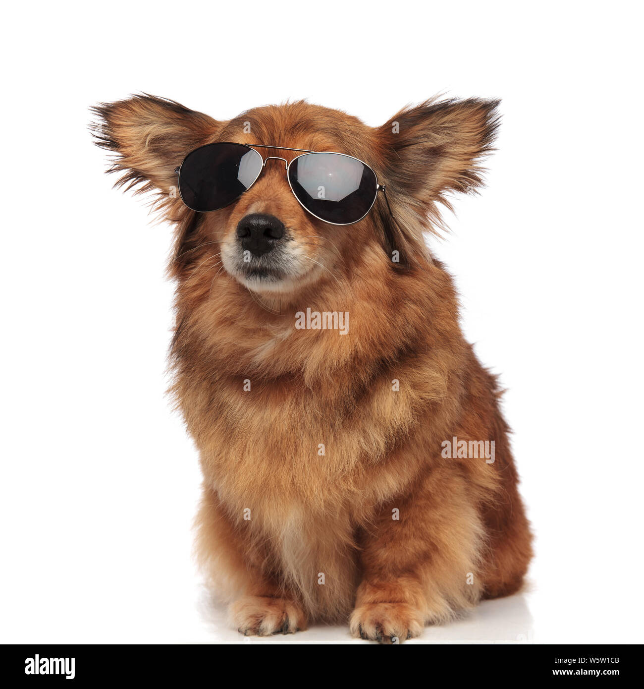 adorable seated brown metis dog with funny ears and sunglasses looks to ...