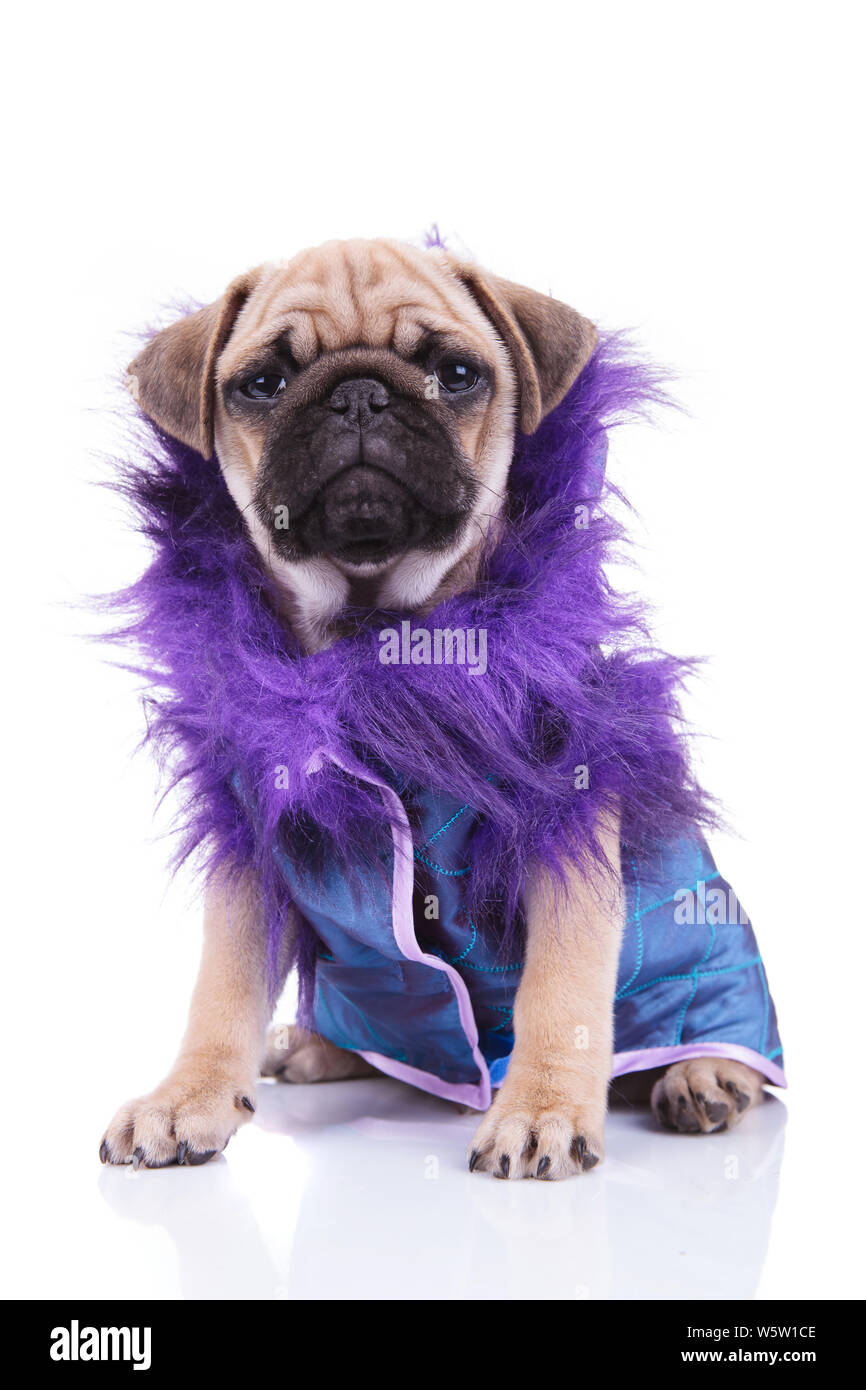 funny seated pug in blue coat with purple furry collar, on white ...