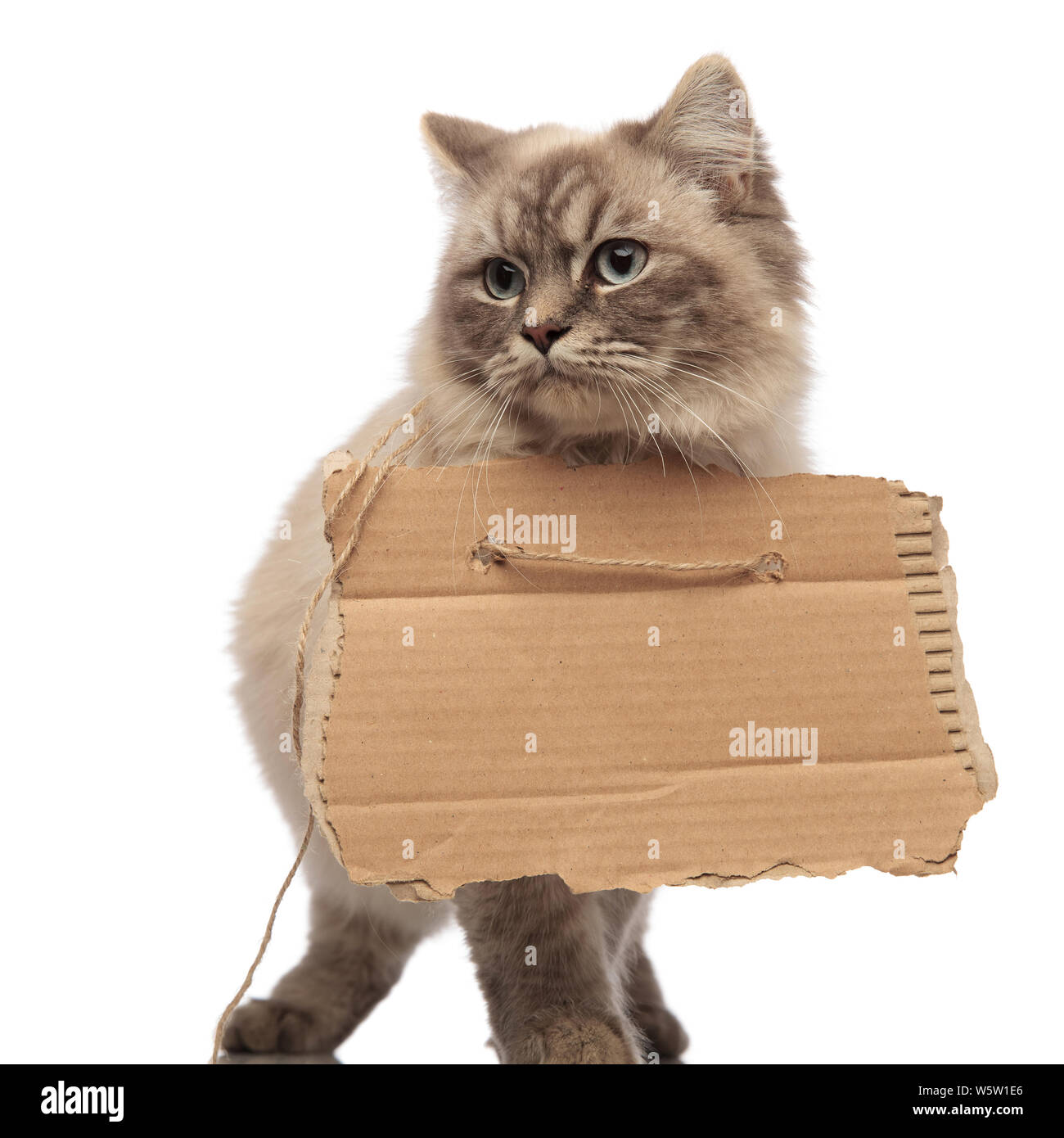 beggar cat with grey fur and blue eyes walking and looking to side with ...