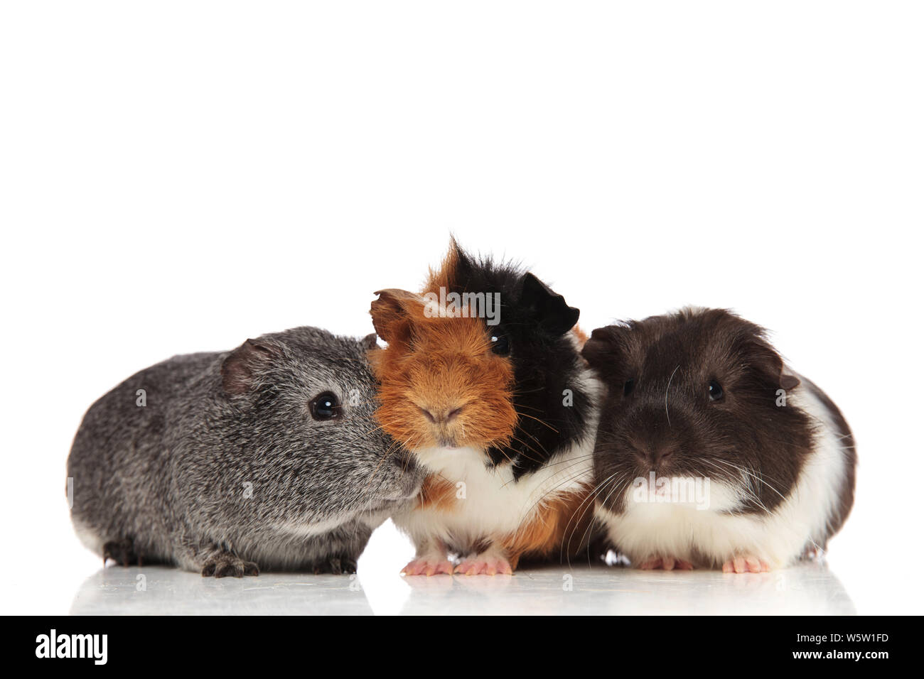 three cute guinea pigs coloured differently looking in different sides ...