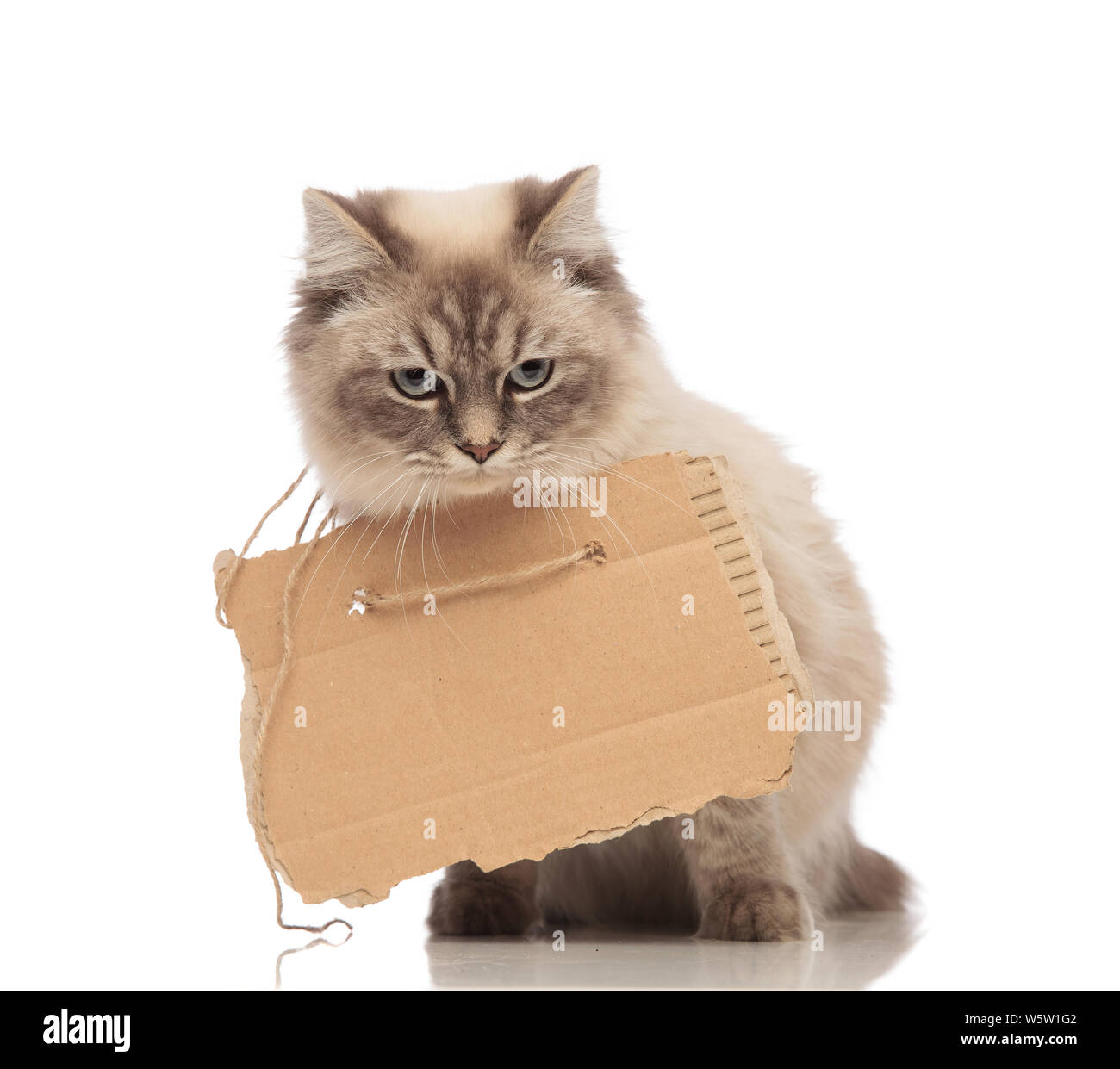 cute beggar grey cat with blue eyes wears a carton sign while sitting ...