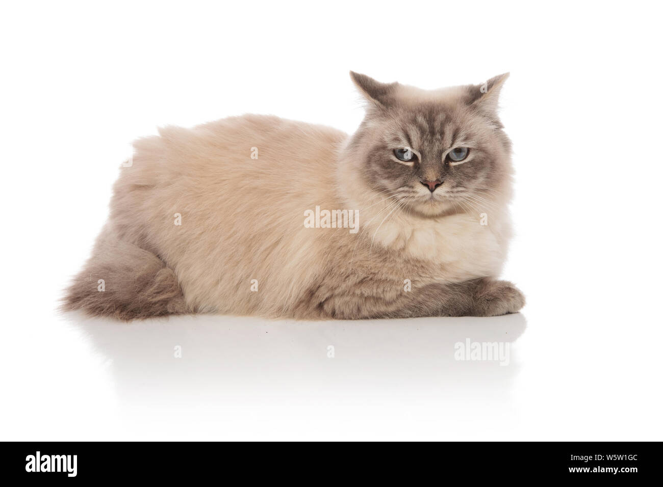 side view of adorable grey cat with blue eyes lying down on white ...