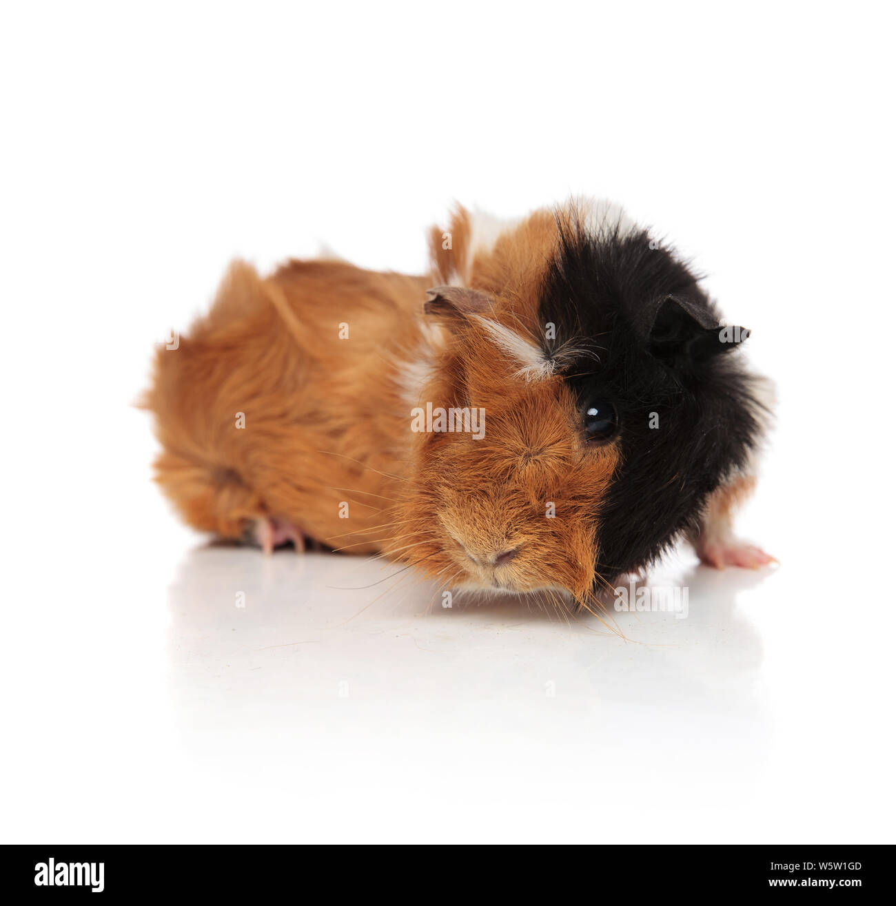 Brown guinea pig hi-res stock photography and images - Alamy