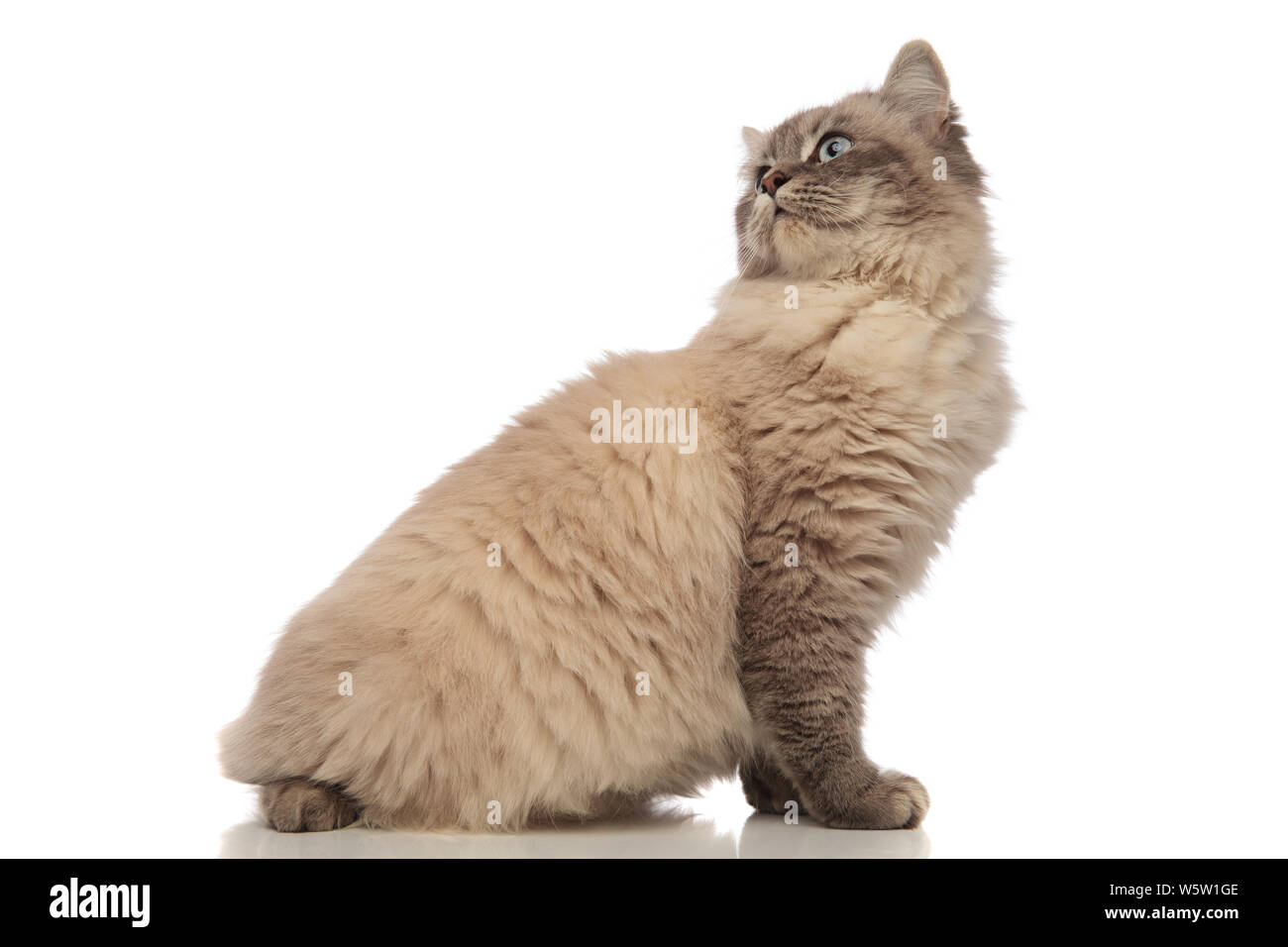 side view of seated grey cat turning its head back and looking up on ...