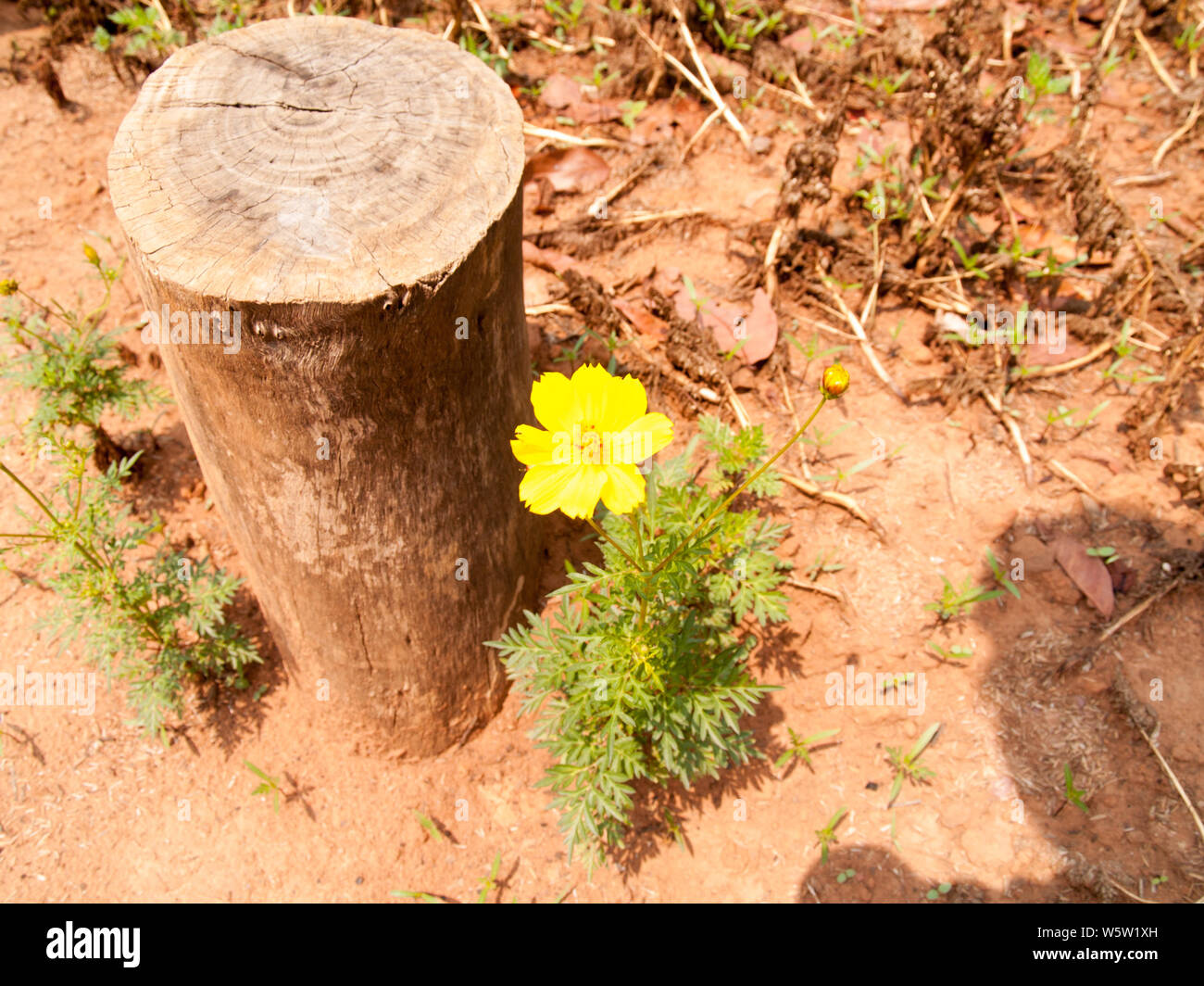 The tree stump and yellow flower on ground at daytime use for ...
