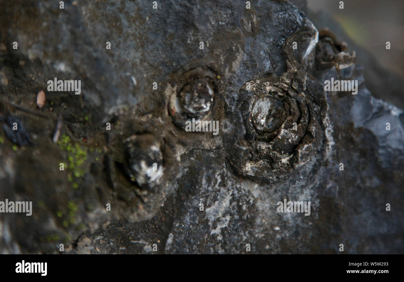 The "stone flowers", which are chert nodules, blossom at the Changshou ...