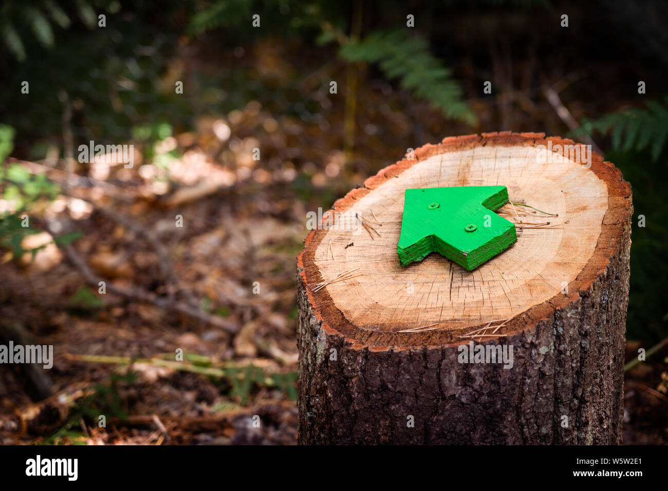 Close up green wooden arrow pointing the direction of the footpath or ...