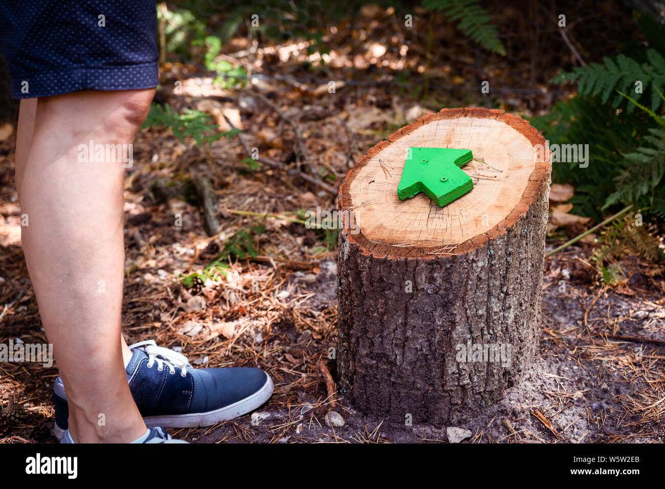 Close up man's legs and tree stump with green wooden arrow pointing the ...