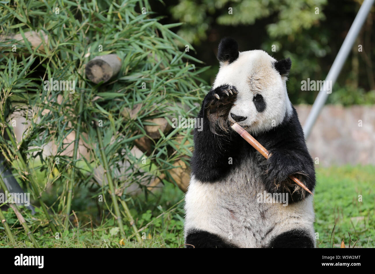 Senior giant panda Gao Gao, who finished his 15 years of sojourn at the ...