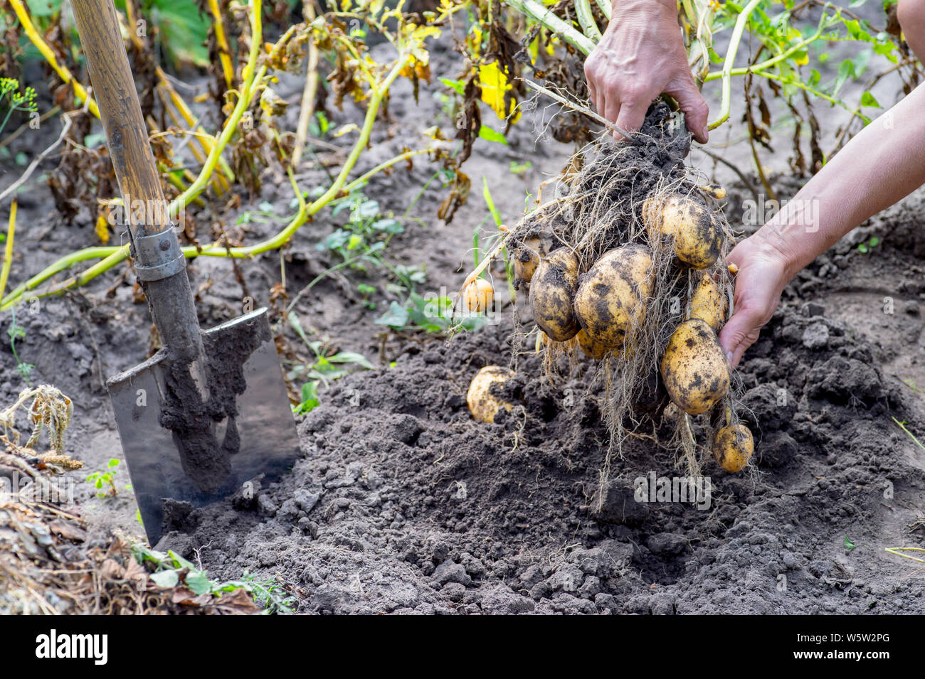 Man digging up potato hi-res stock photography and images - Alamy