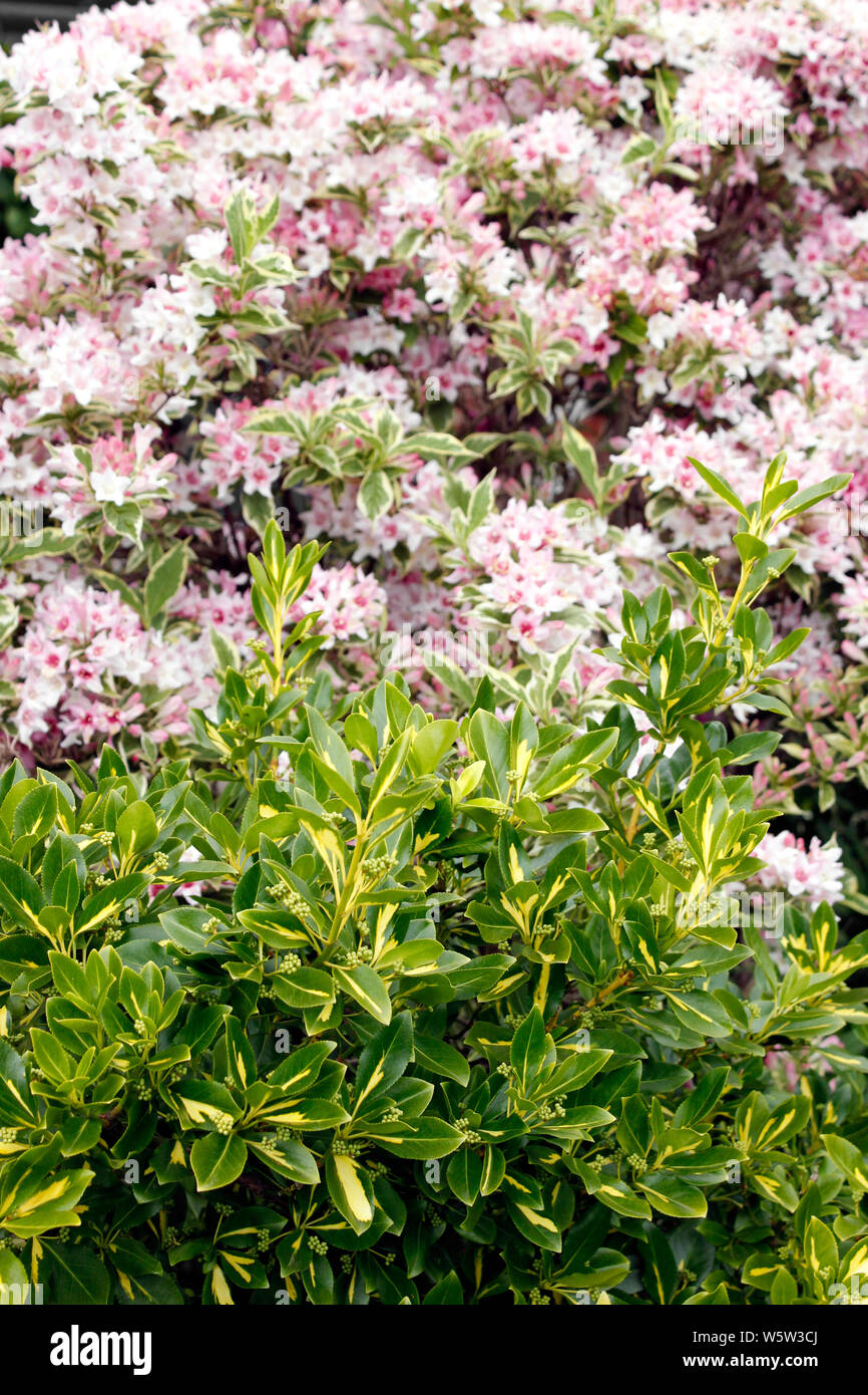 Weigela 'Florida Variegta' spring flowering deciduous garden shrub in ...
