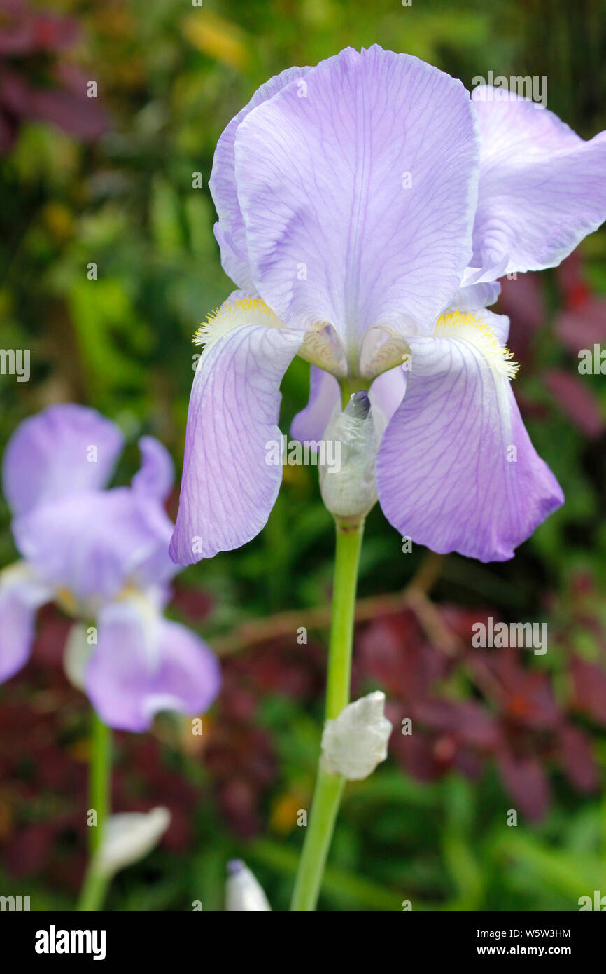 Old fashioned lilac bearded iris plants in English garden Stock Photo ...