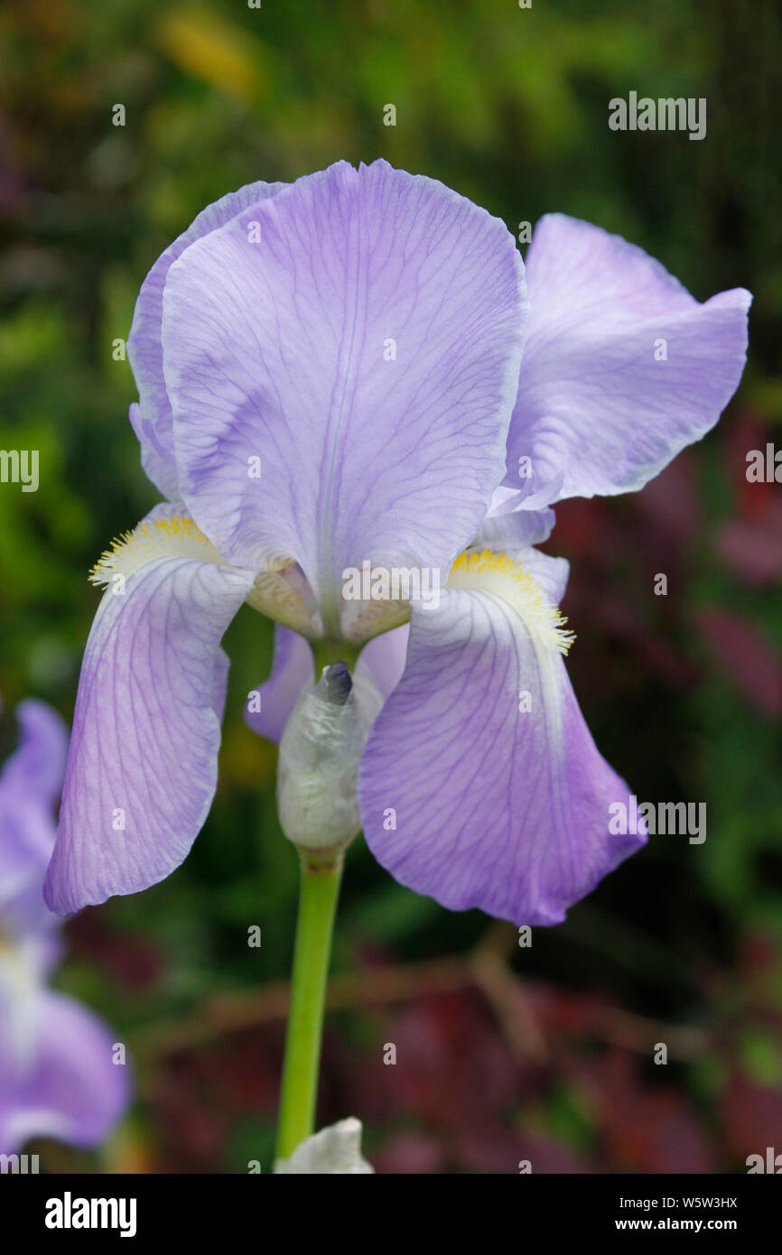 Old fashioned lilac bearded iris plants in English garden Stock Photo ...