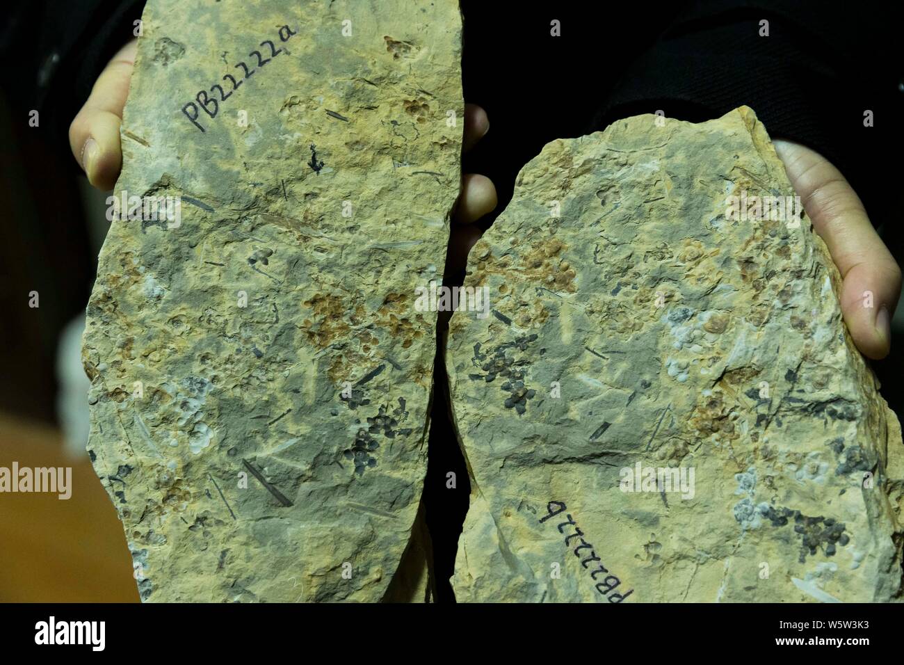 A Chinese scientist shows world's earliest fossil flowers from ...