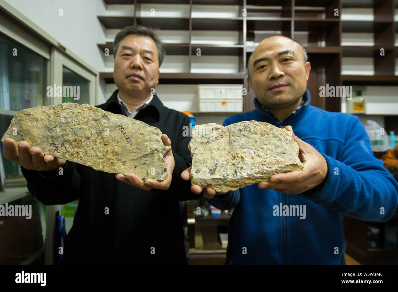 Chinese scientists show world's earliest fossil flowers from specimens ...