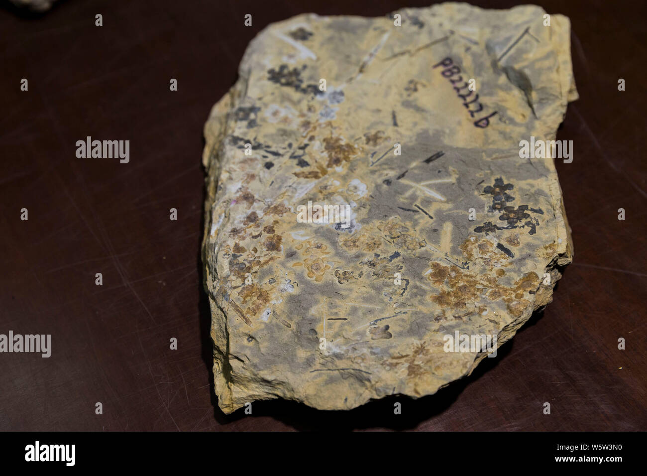 A Chinese scientist shows world's earliest fossil flowers from ...