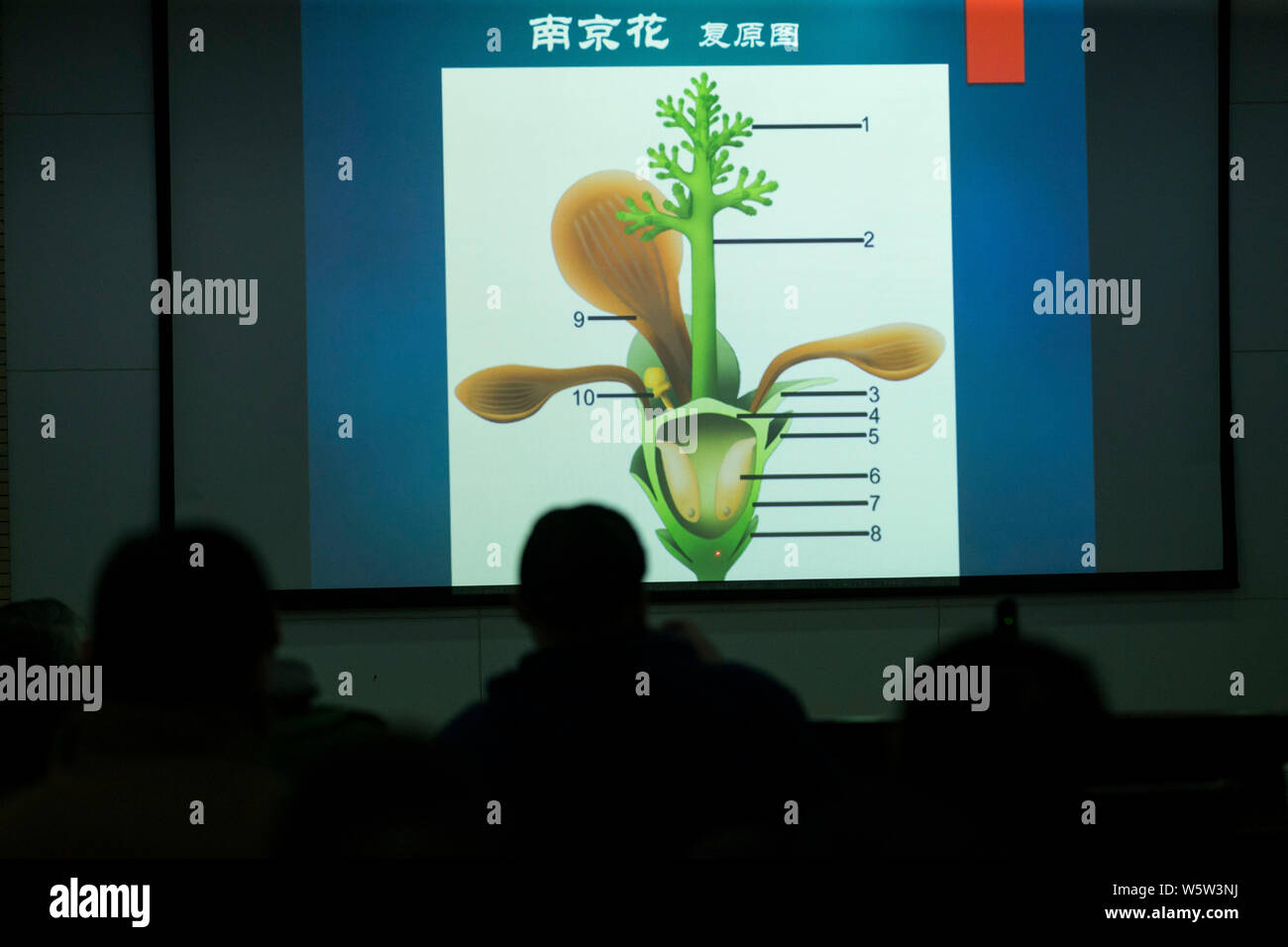 The restored picture of the world's earliest fossil flowers from ...