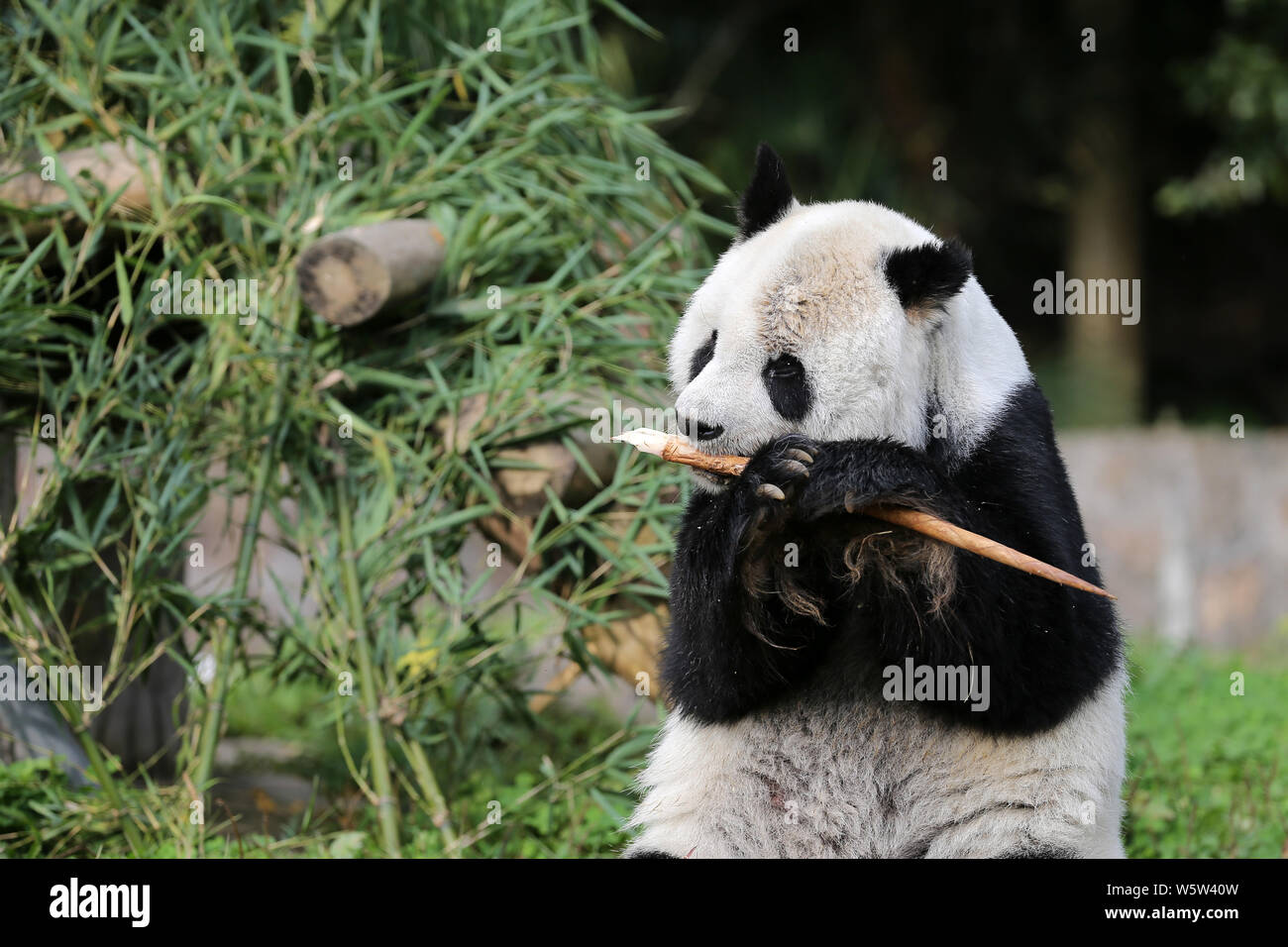 Senior giant panda Gao Gao, who finished his 15 years of sojourn at the ...
