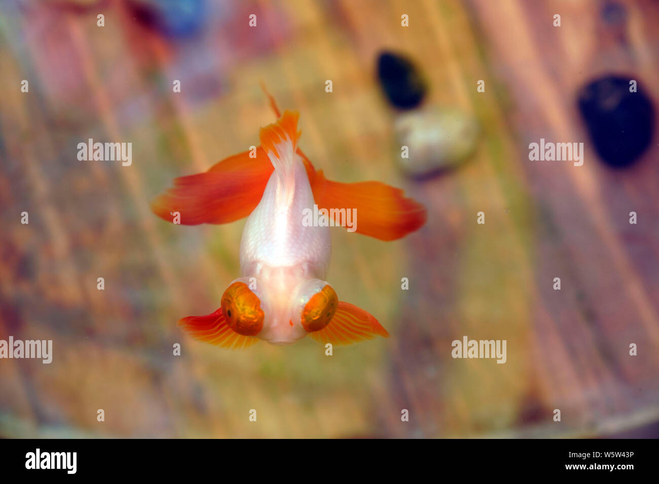 Beijing, China. 30th July, 2019. A goldfish is on display at the Palace ...