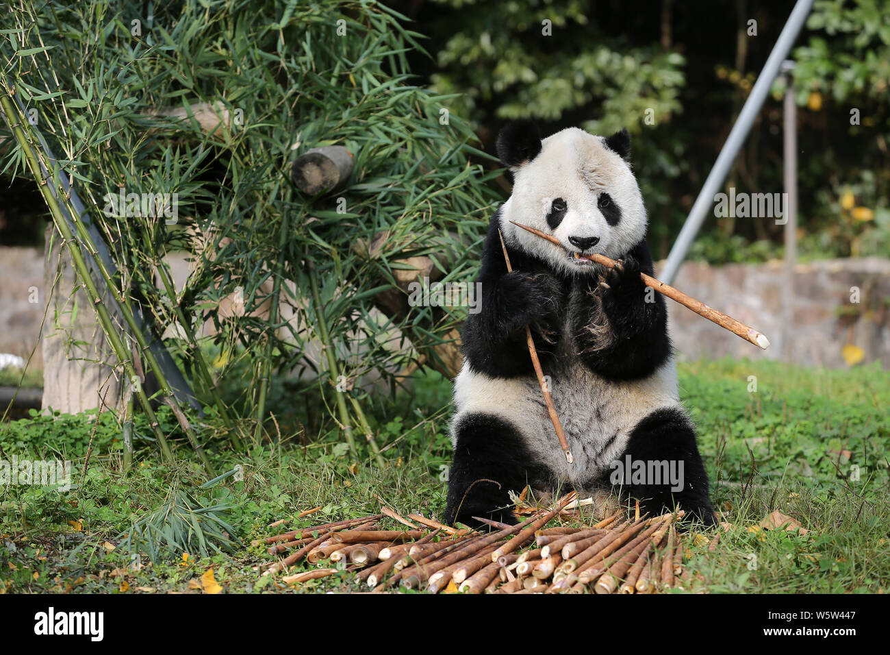 Senior giant panda Gao Gao, who finished his 15 years of sojourn at the ...