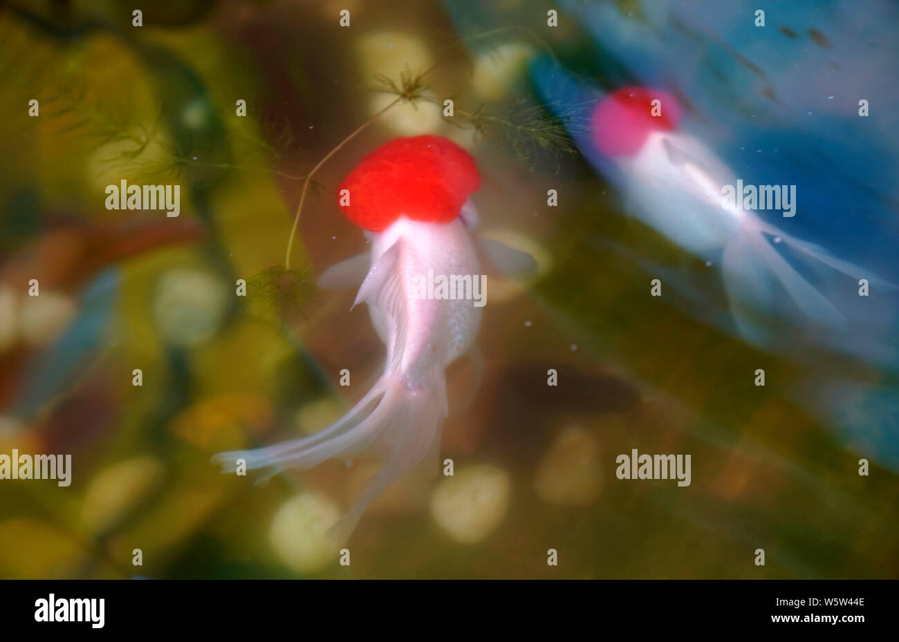 Beijing, China. 30th July, 2019. Goldfish are on display at the Palace ...