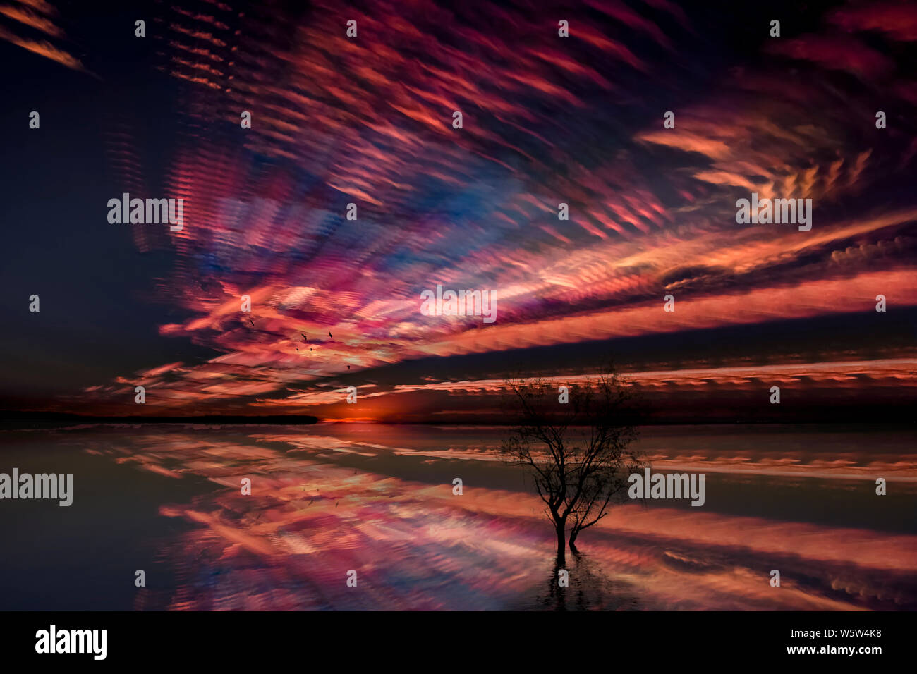 tree in the water during a cloudy and colorful sunset. You can see the ...